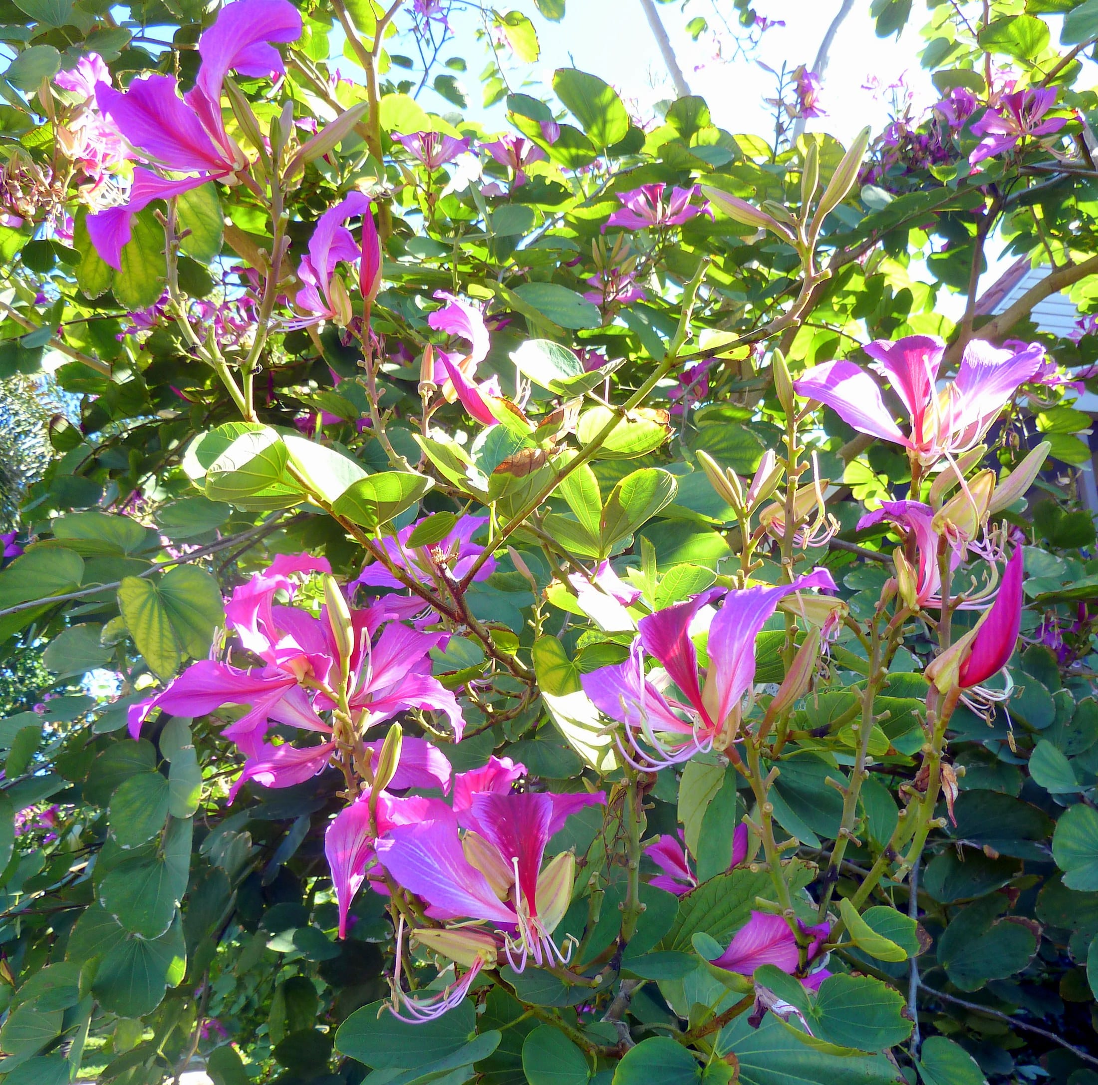 Hong Kong Orchid Tree - Sanibel Moorings