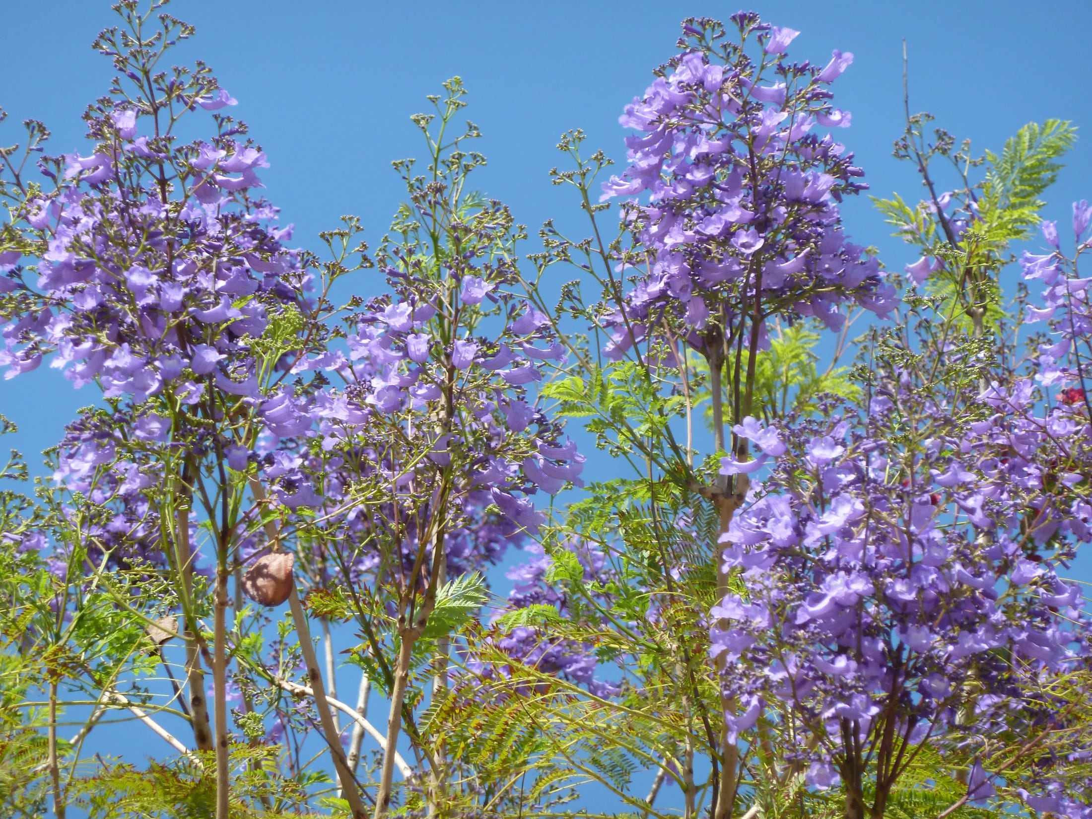 Jacaranda Tree - Sanibel Moorings
