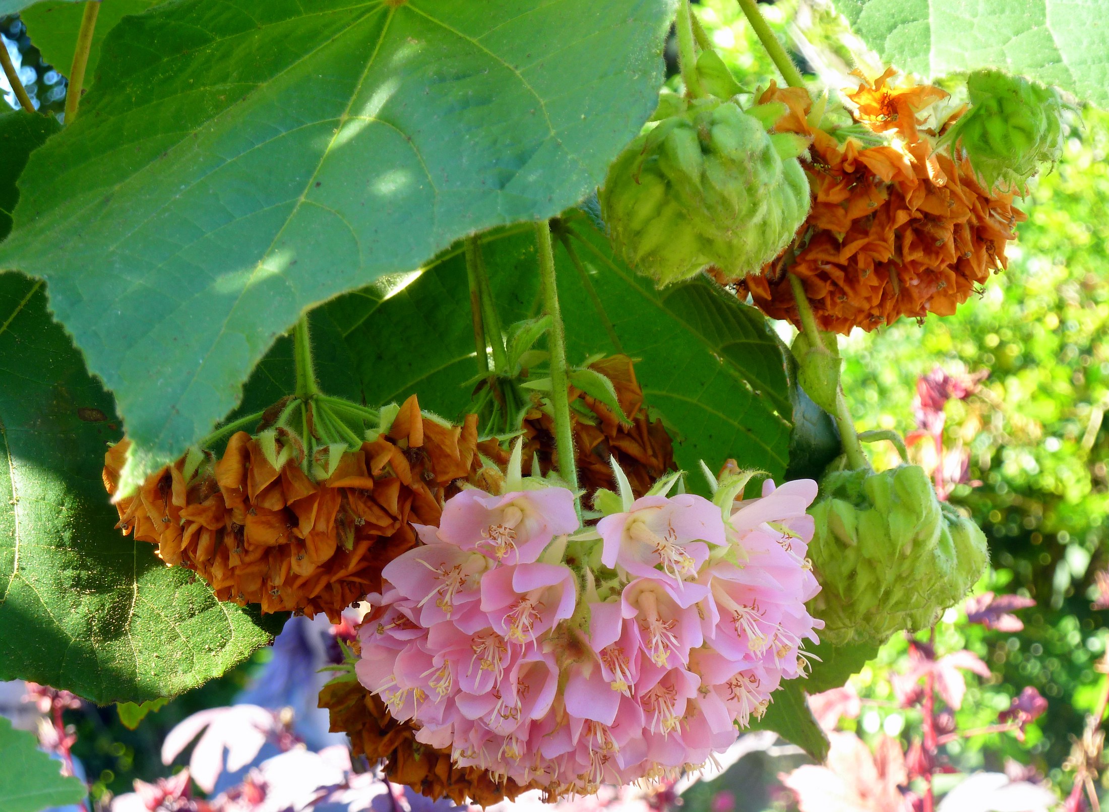 Pink Tassel Tree - Sanibel Moorings