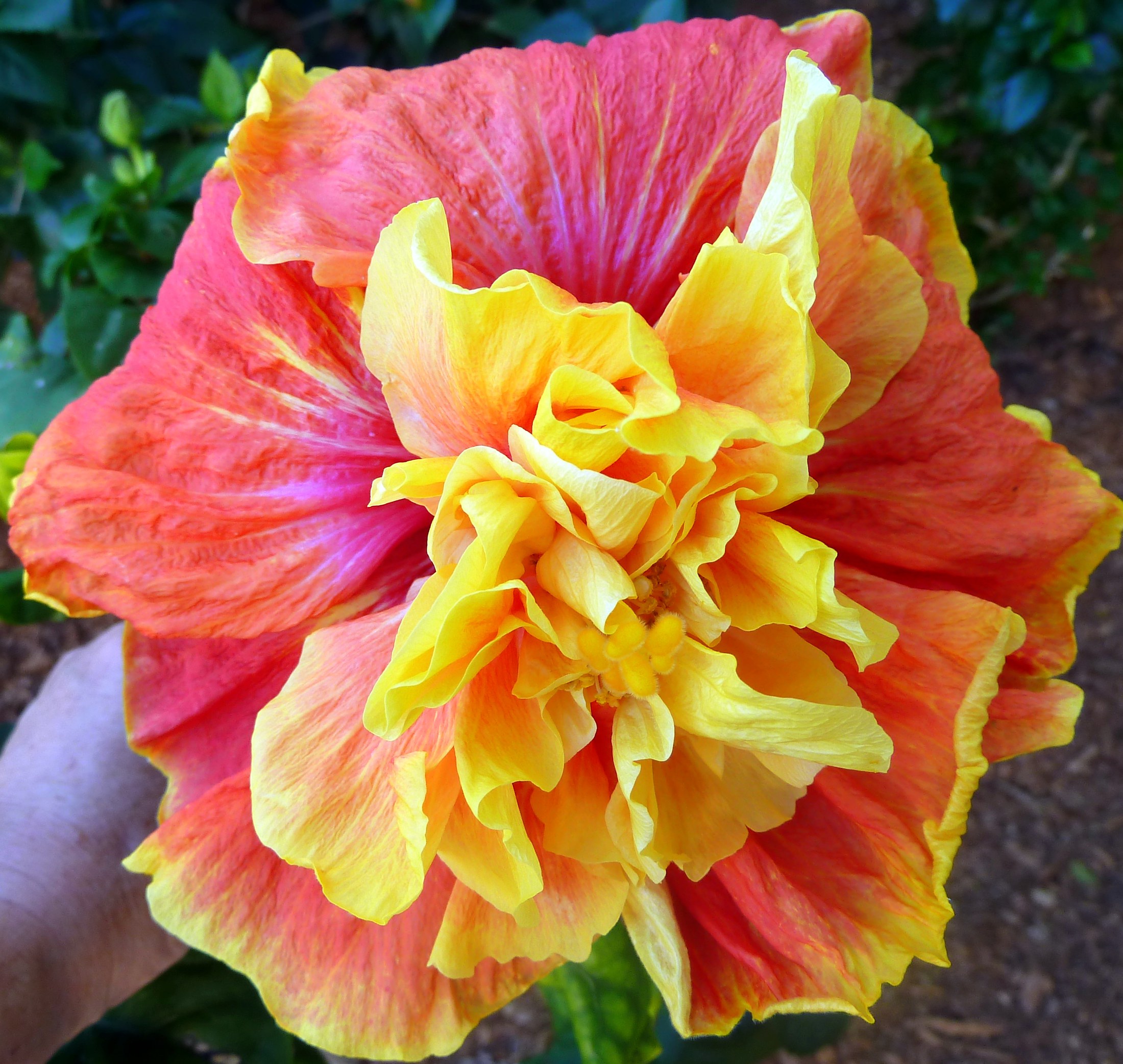 Hibiscus Ruth’s Waltz - Sanibel Moorings