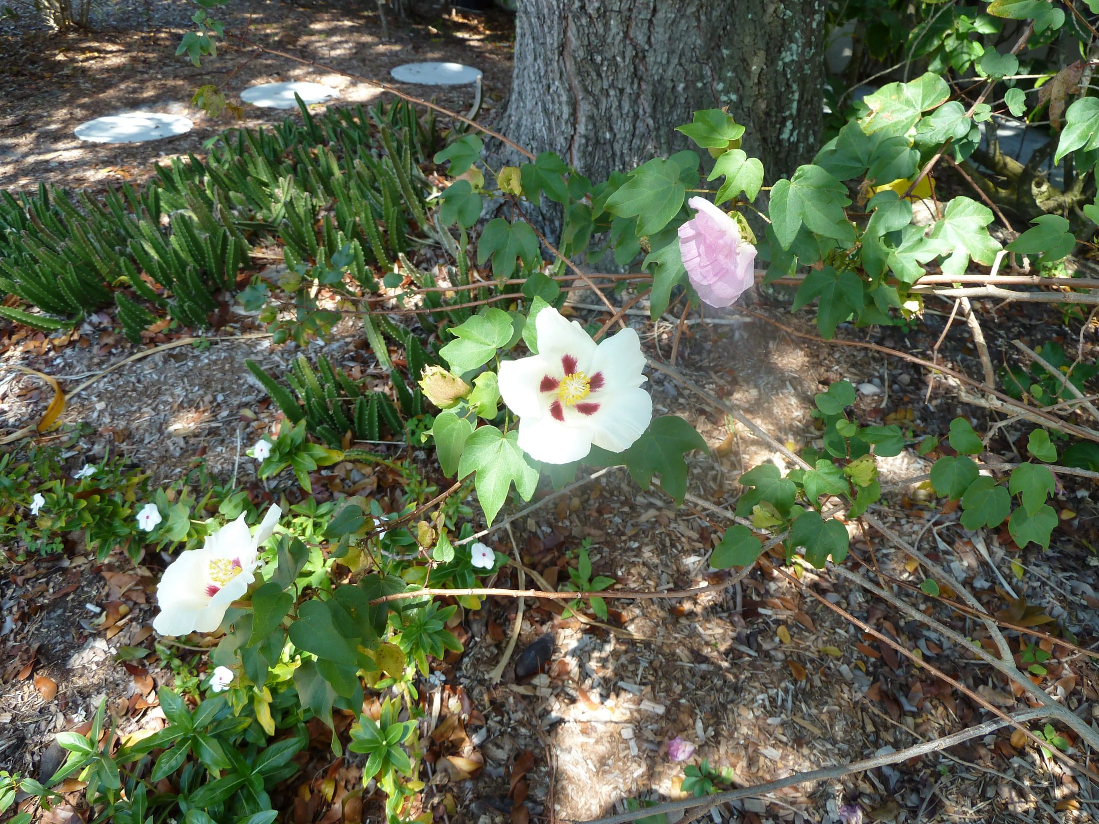 Wild Cotton - Sanibel Moorings
